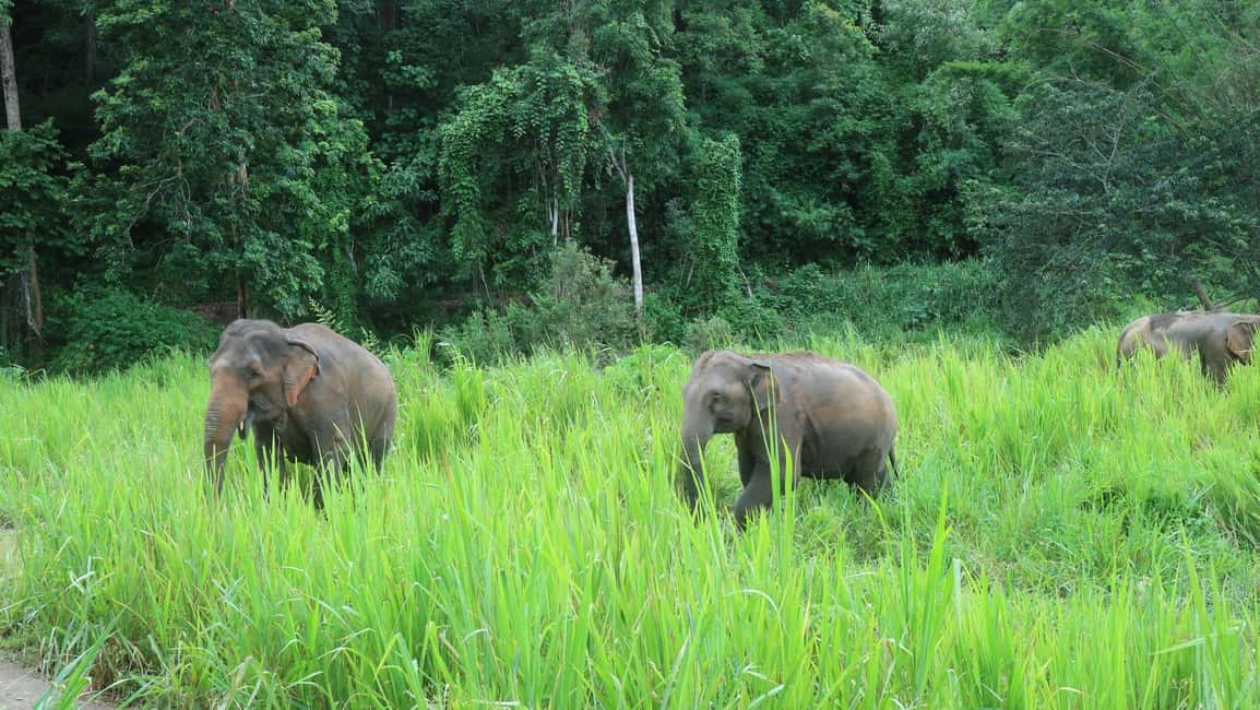 Chiang Mai: 2-Day Jungle Trek with Elephant Farm & Raft Ride | GetYourGuide