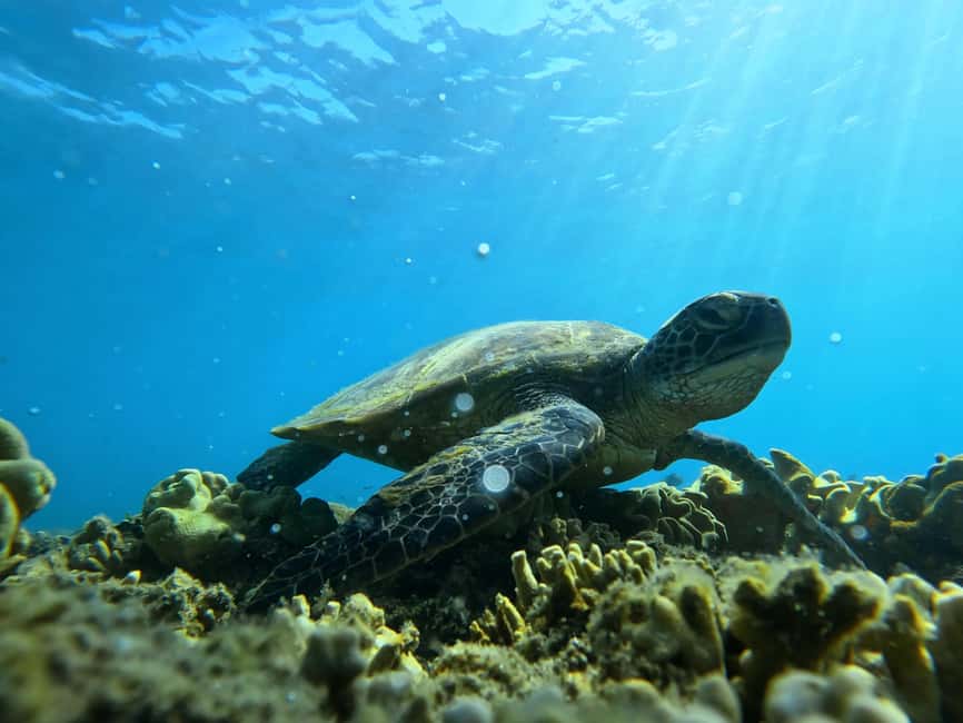 Port Douglas: Low Isles Reef Snorkeling Tour | GetYourGuide