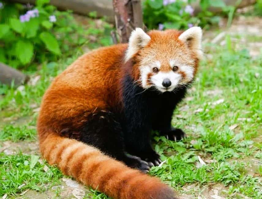 Macau Private: Red Panda + Fun Veggie + Insurance + Coach | GetYourGuide