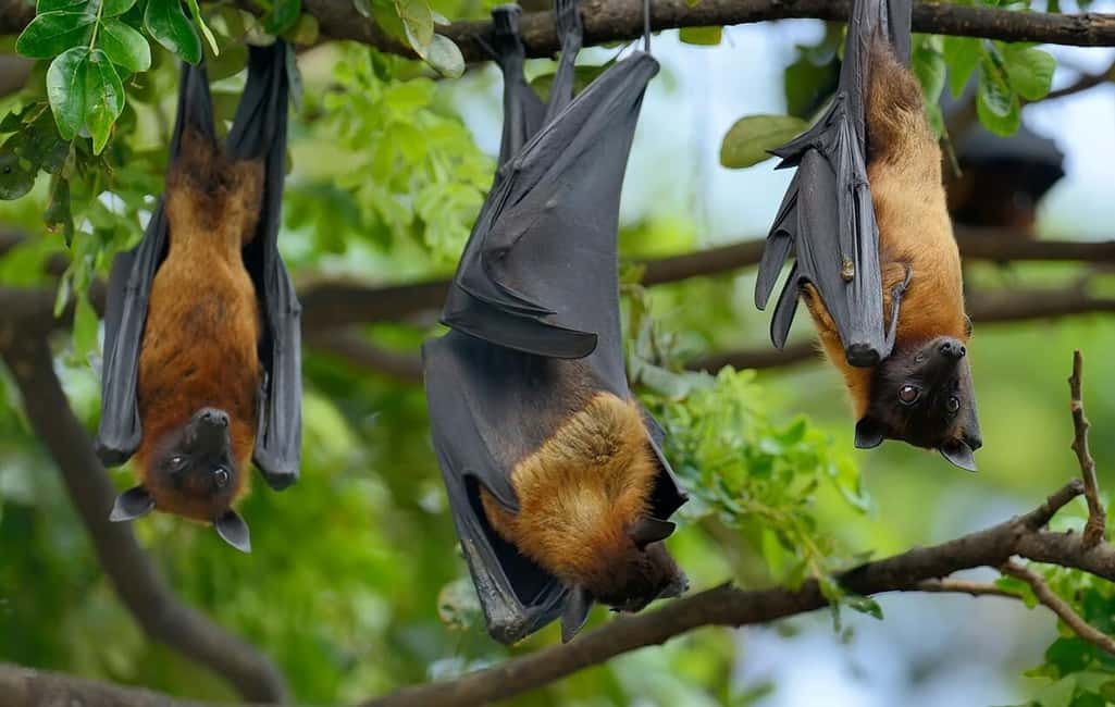 Pemba Island: Chake Chake and Kidike Flying Fox Tour | GetYourGuide