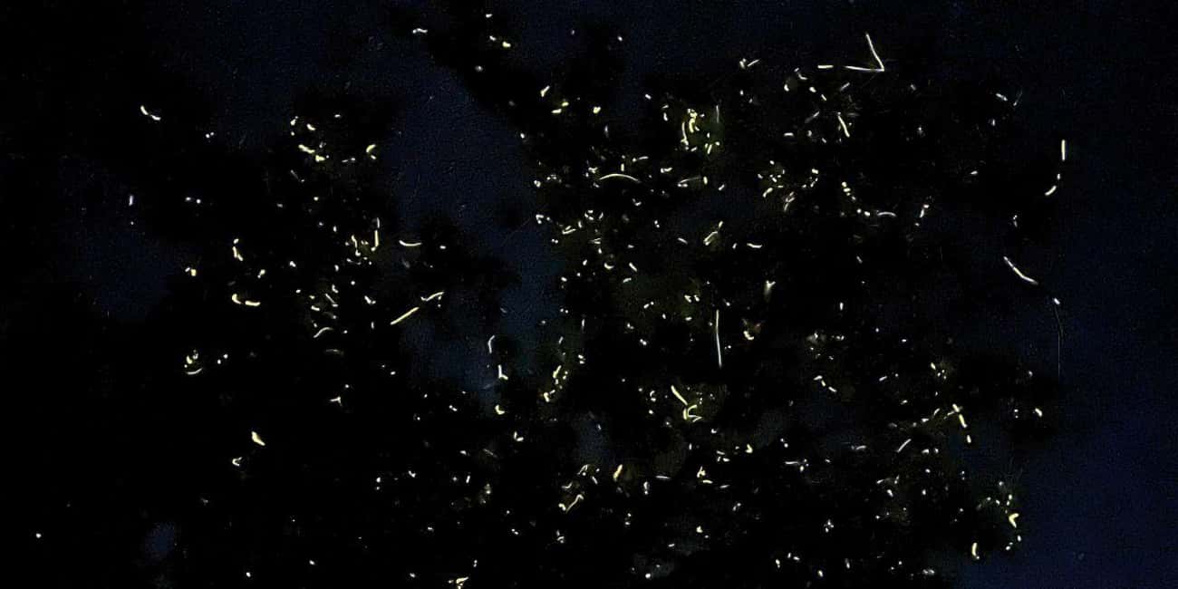 Bohol: Loboc River Firefly Watching Shared Night Cruise | GetYourGuide