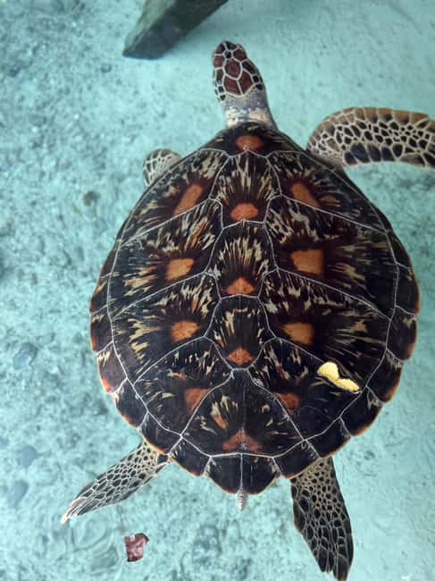 Zanzibar: Sea Turtle Swim at Salam Cave in Kizimkazi Village | GetYourGuide