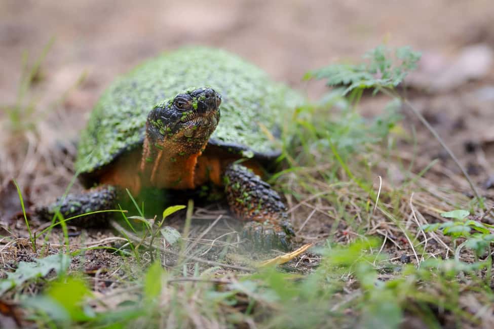 Montreal: Ecomuseum Zoo Entry Ticket | GetYourGuide