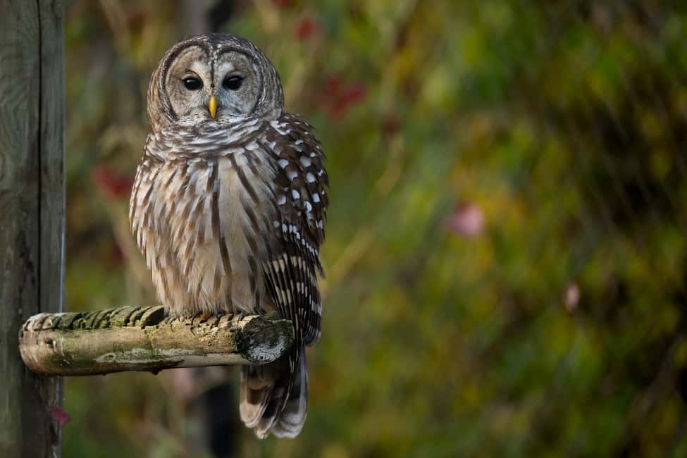 Montreal: Ecomuseum Zoo Entry Ticket | GetYourGuide