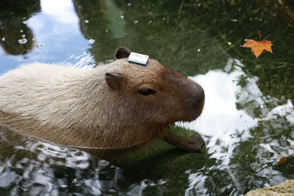Tokyo:Izu Penisula Train Mt Omuro, Capybara Sightseeing Trip | GetYourGuide