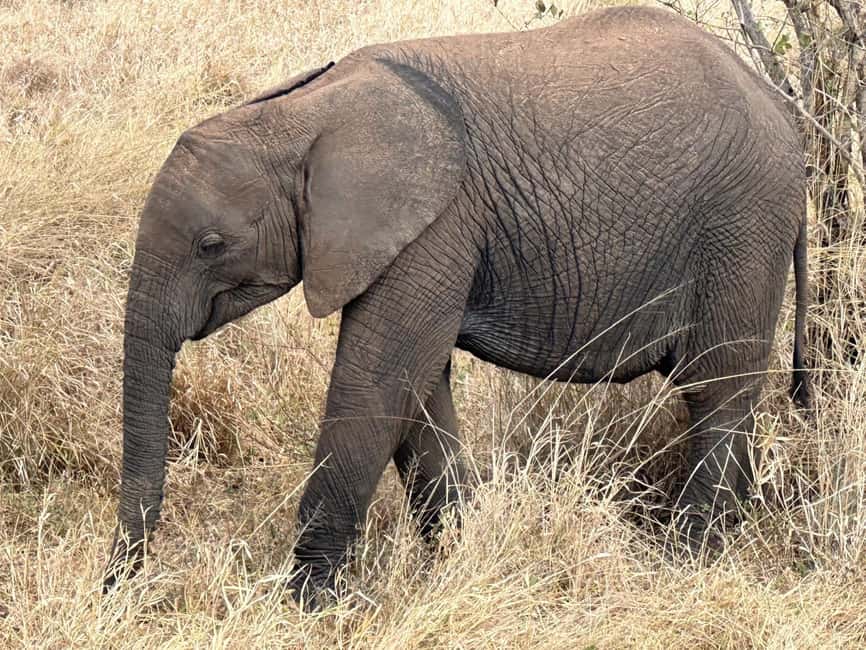 Cape Town: Aquila Game Reserve Sunset Game Drive | GetYourGuide