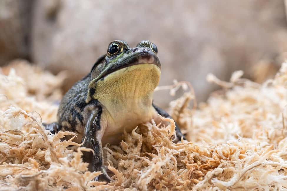 Montreal: Ecomuseum Zoo Entry Ticket | GetYourGuide