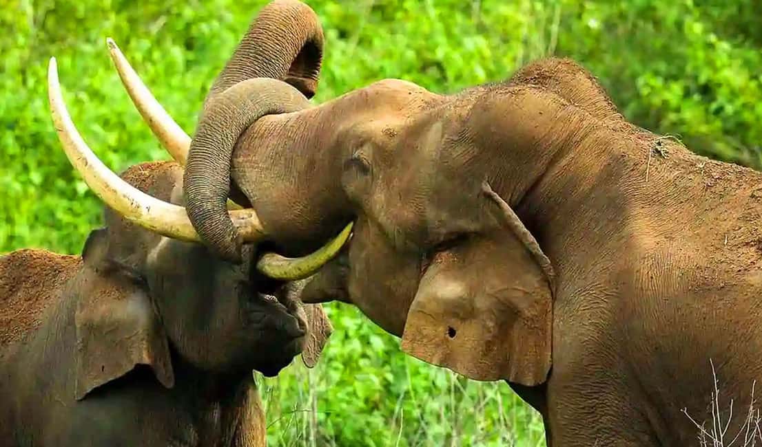 Coimbatore Day Tour: Forest, Wildlife & Hill Station Trip | GetYourGuide