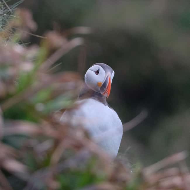 Aberdeen: Bullers of Buchan Puffin Watching Tour | GetYourGuide