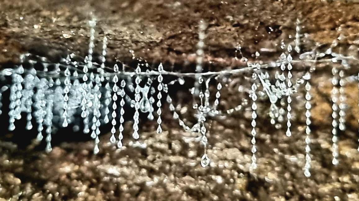 Gold Coast: Glow Worms Day/Night Rainforest & Waterfall Walk | GetYourGuide