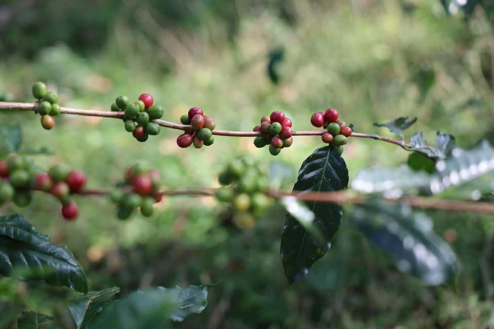 Coorg: Mercara Gold Estate Coffee/Spice Farm and Museum Tour | GetYourGuide