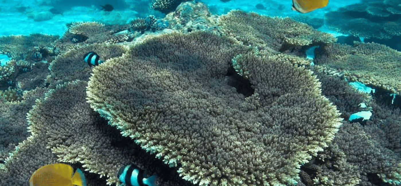 Coron: Pukaway Cave Underground Lake Tour w/Lunch (Shared) | GetYourGuide