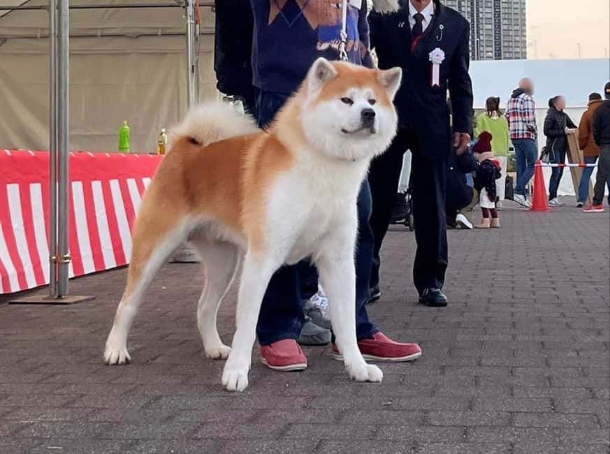 Akita: AKITA DOG DAY! A day tour by public transport | GetYourGuide