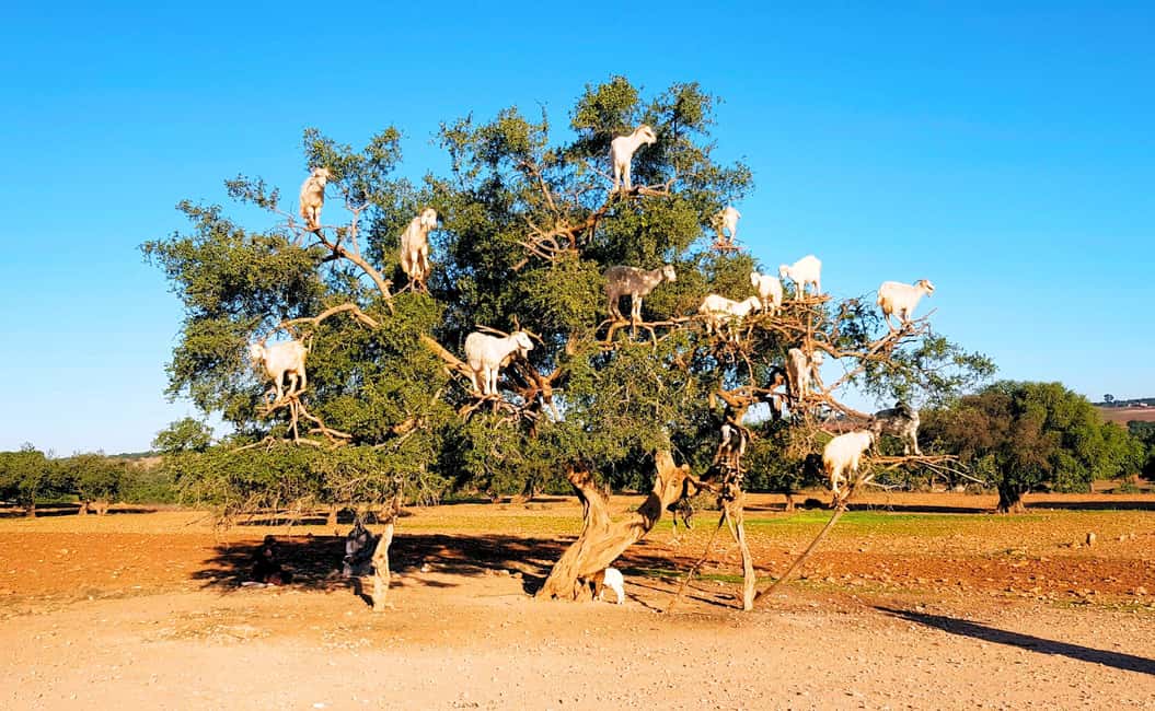 Marrakech: Essaouira Full-Day Trip, Coastal Escape & Medina | GetYourGuide