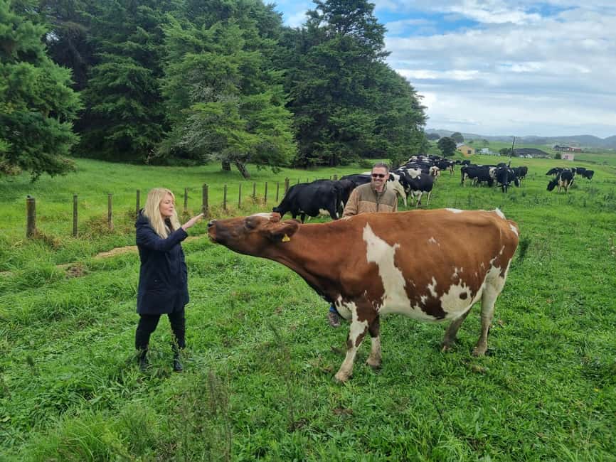 Auckland: Private Sheep & Beef Working Farm Tour | GetYourGuide