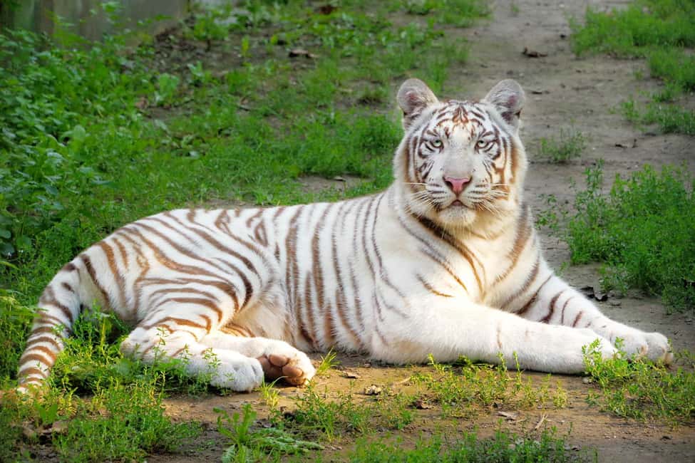 Sofia: toegangsbewijs voor de dierentuin met ophaalservice vanaf je ...