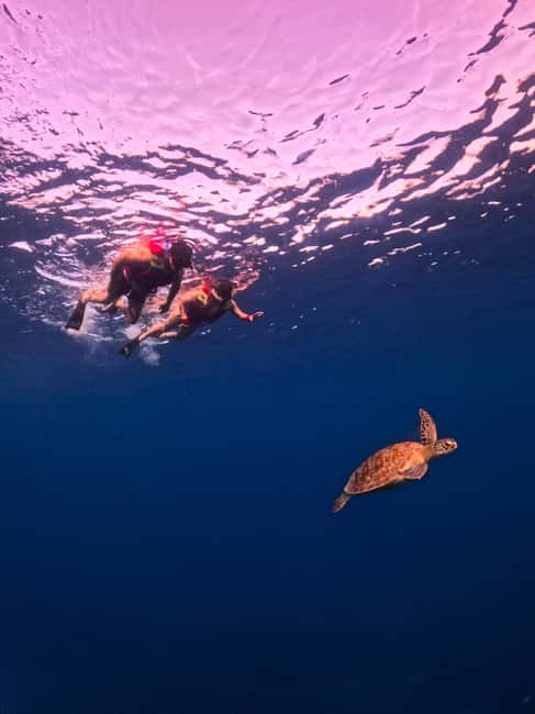 Gili Islands Snorkel Tour - Explore an Underwater Paradise | GetYourGuide