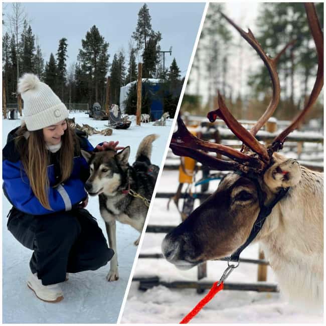 Levi: Ultimate Combo! Husky Safari & Reindeer Sleigh Ride | GetYourGuide