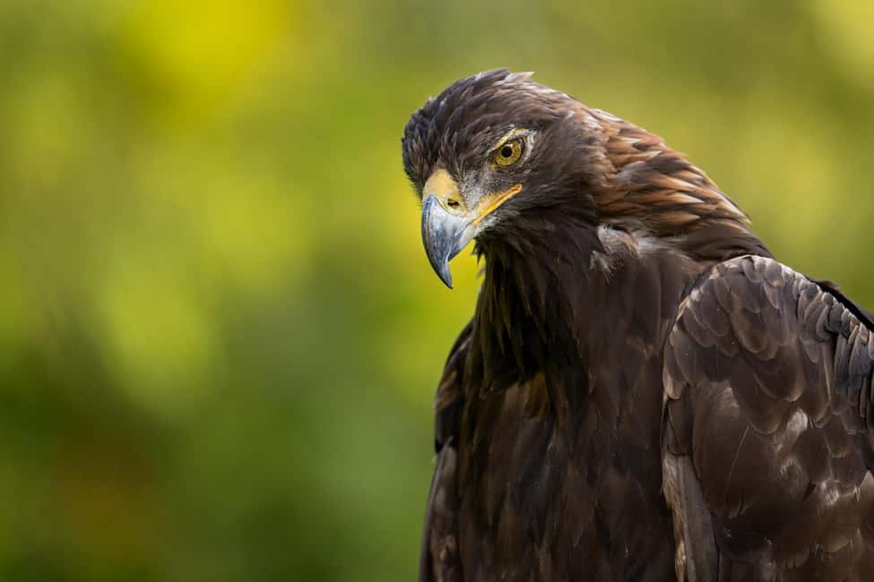 Montreal: Ecomuseum Zoo Entry Ticket | GetYourGuide