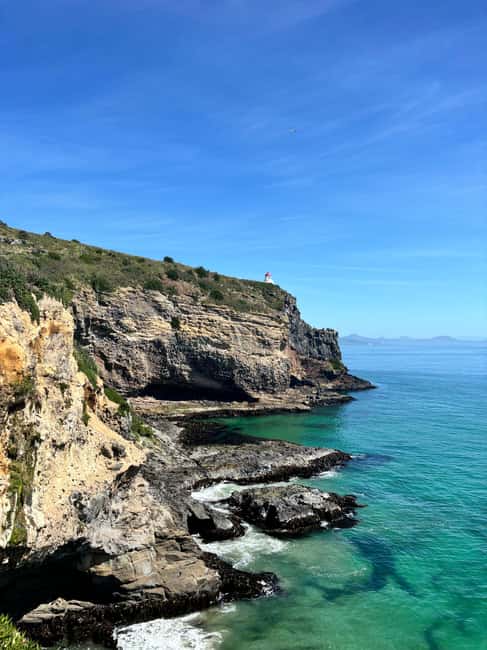 Dunedin City & Otago Peninsula Scenery Day Tour | GetYourGuide