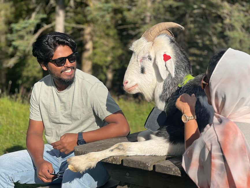 Full Sauna Experience-From Summit to Fjord| ViFlowExperience | GetYourGuide