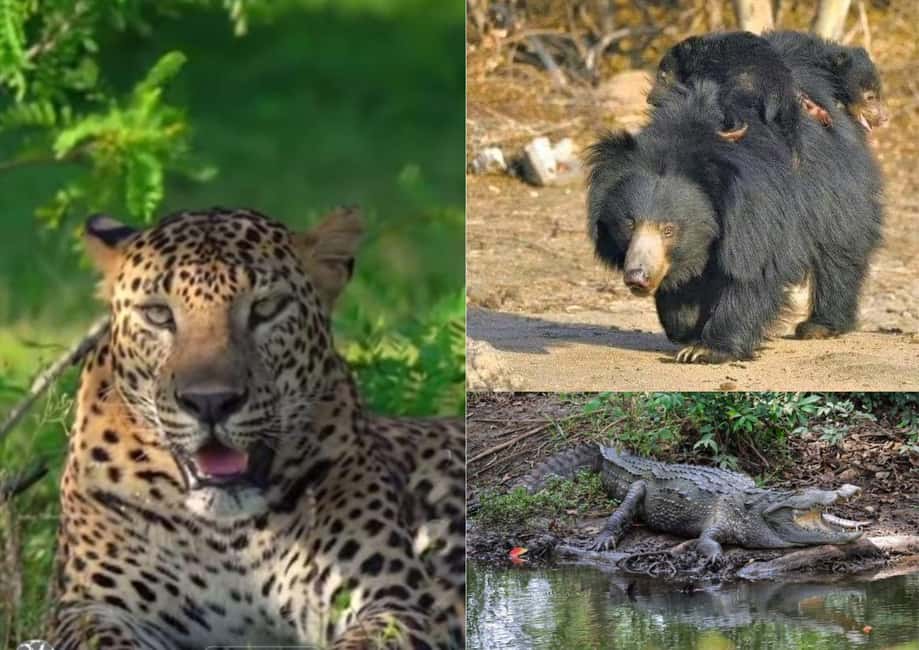 From Ella: Yala National Park safari & drop to Ella again | GetYourGuide