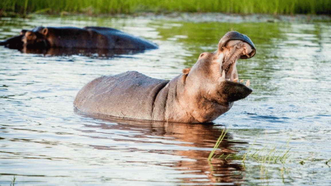 Kasane: 3-Day Chobe Big Five Safari at Two Rivers Hotel | GetYourGuide