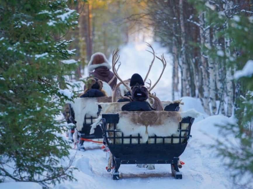 Rovaniemi: Reindeer Safari at 200-Year-Old Farm & Sled Ride | GetYourGuide