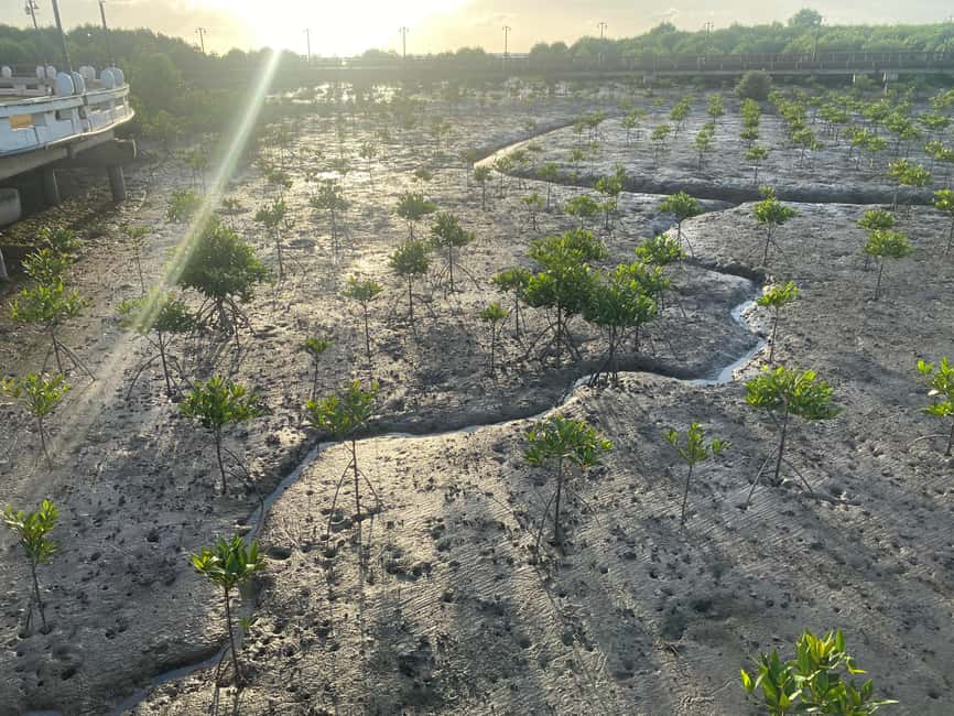 Explore Ca Mau: Dat Mui National Park | GetYourGuide