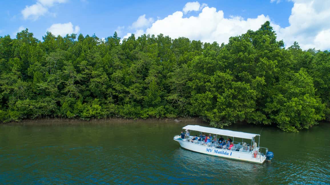 Cairns: 2-Day Great Barrier Reef & Daintree Rainforest Tour | GetYourGuide