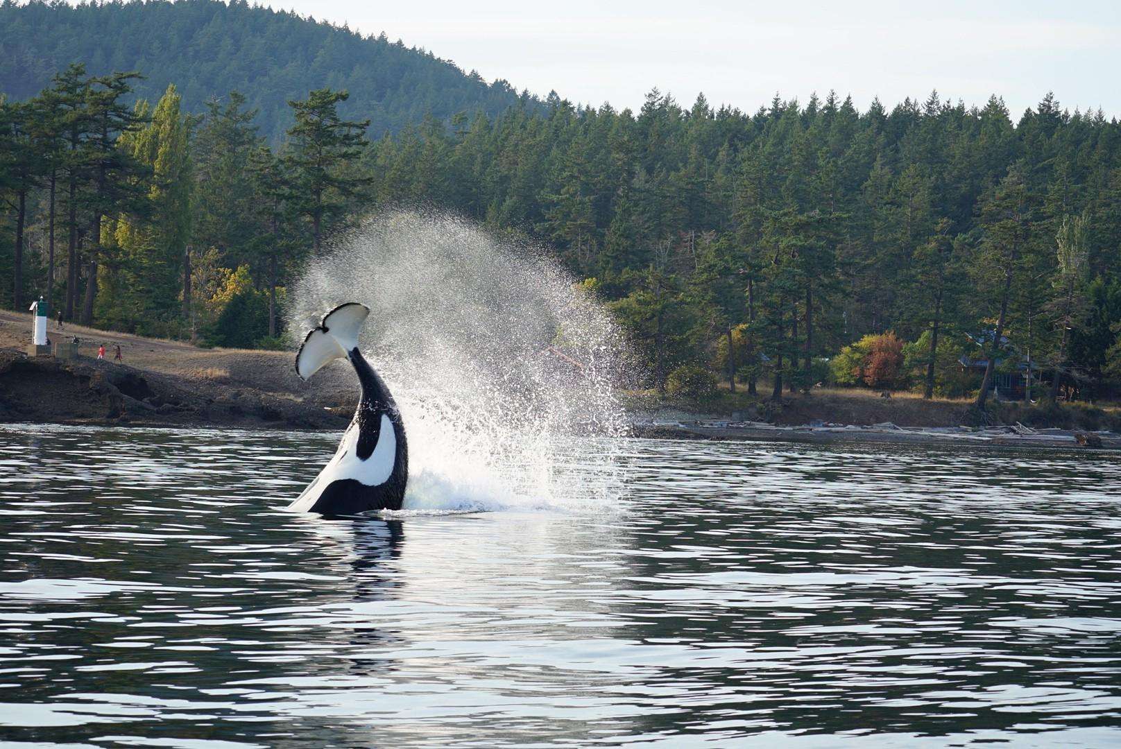 Orcas Island: Orca Whales guaranteed boat tour | GetYourGuide