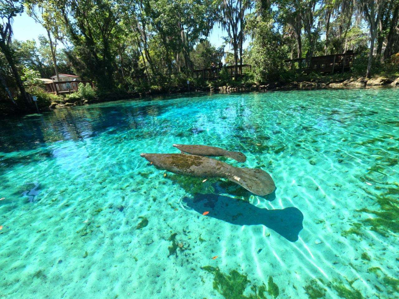 Crystal River: Kayak Rental | GetYourGuide