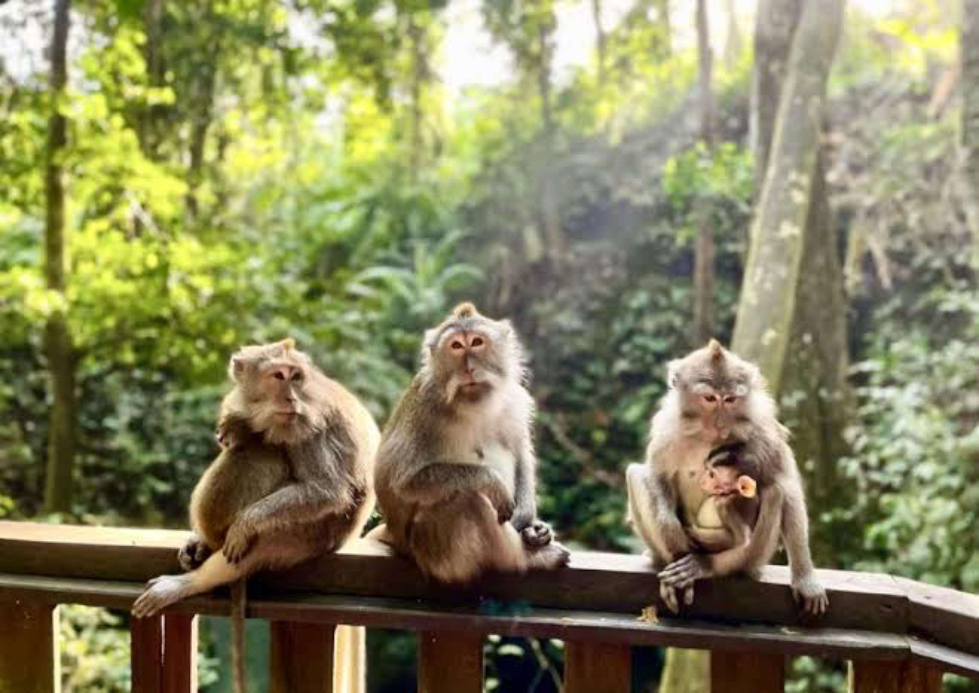 Ubud: Foresta delle scimmie, terrazze di riso, cascate e templi ...