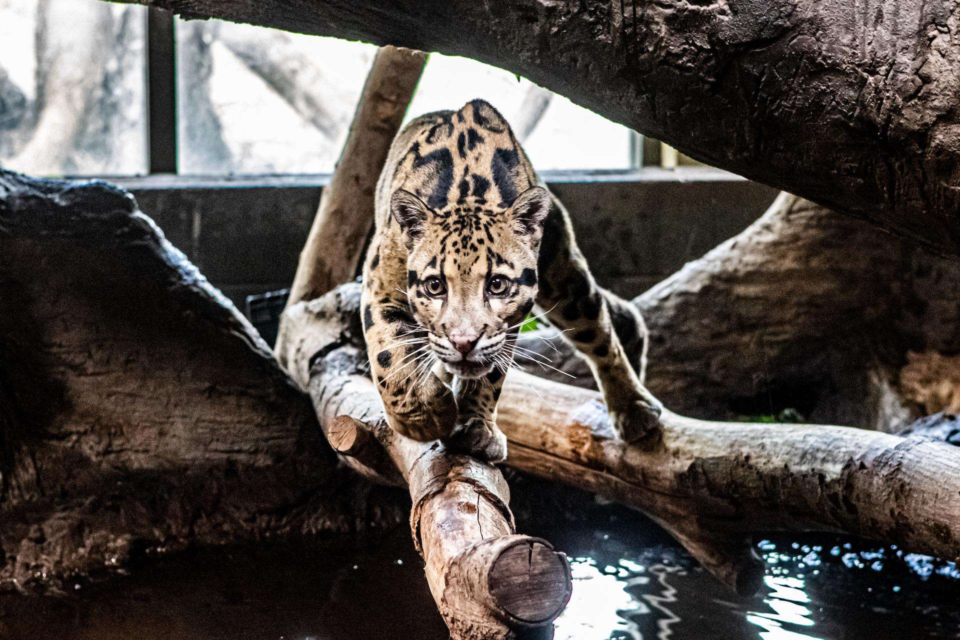 Toronto: Toronto Zoo Entry Ticket | GetYourGuide