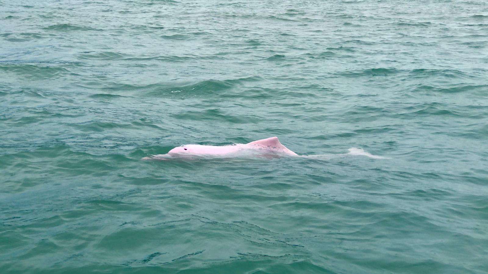Koh Samui: Pink Dolphin Spotting & Pig Island Speedboat Tour | GetYourGuide