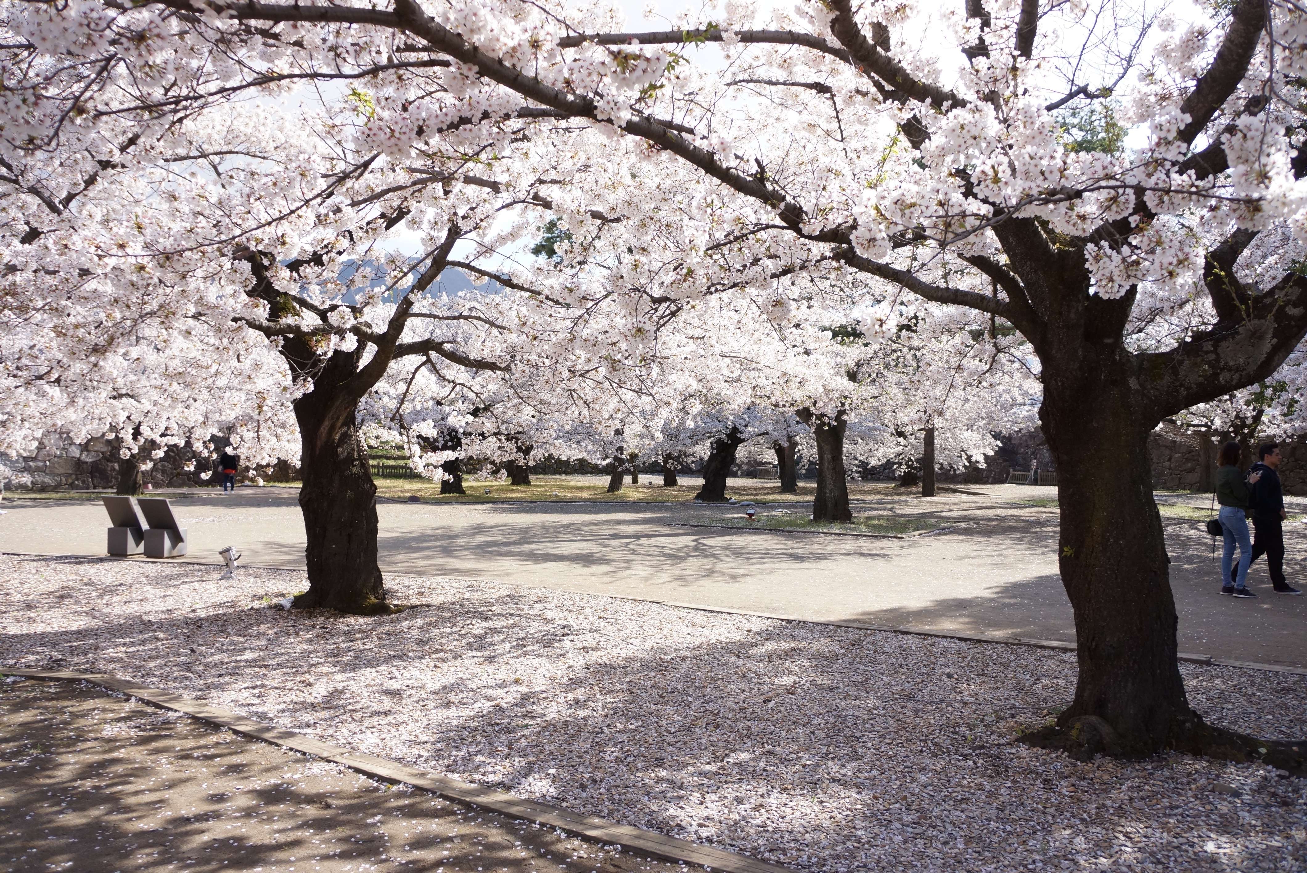 Nagano: 1-Day Snow Monkey & Cherry Blossom Tour in Spring | GetYourGuide
