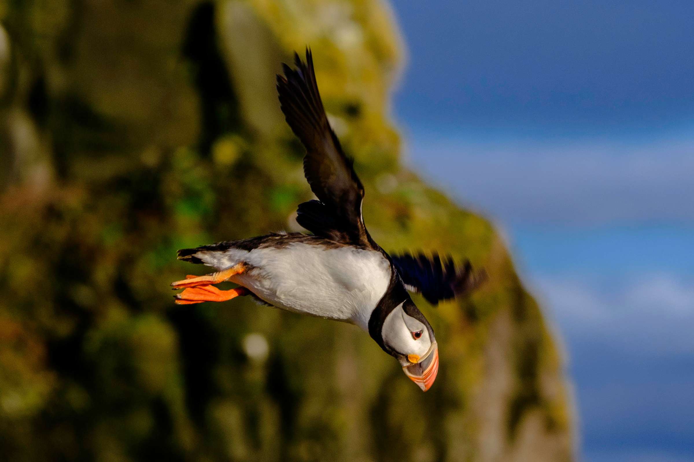 Reykjavik: Puffin Watching Tour | GetYourGuide