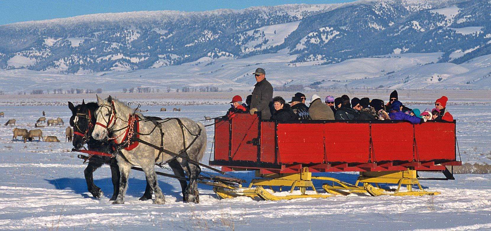 Jackson: Grand Teton and National Elk Refuge Winter Day Trip | GetYourGuide