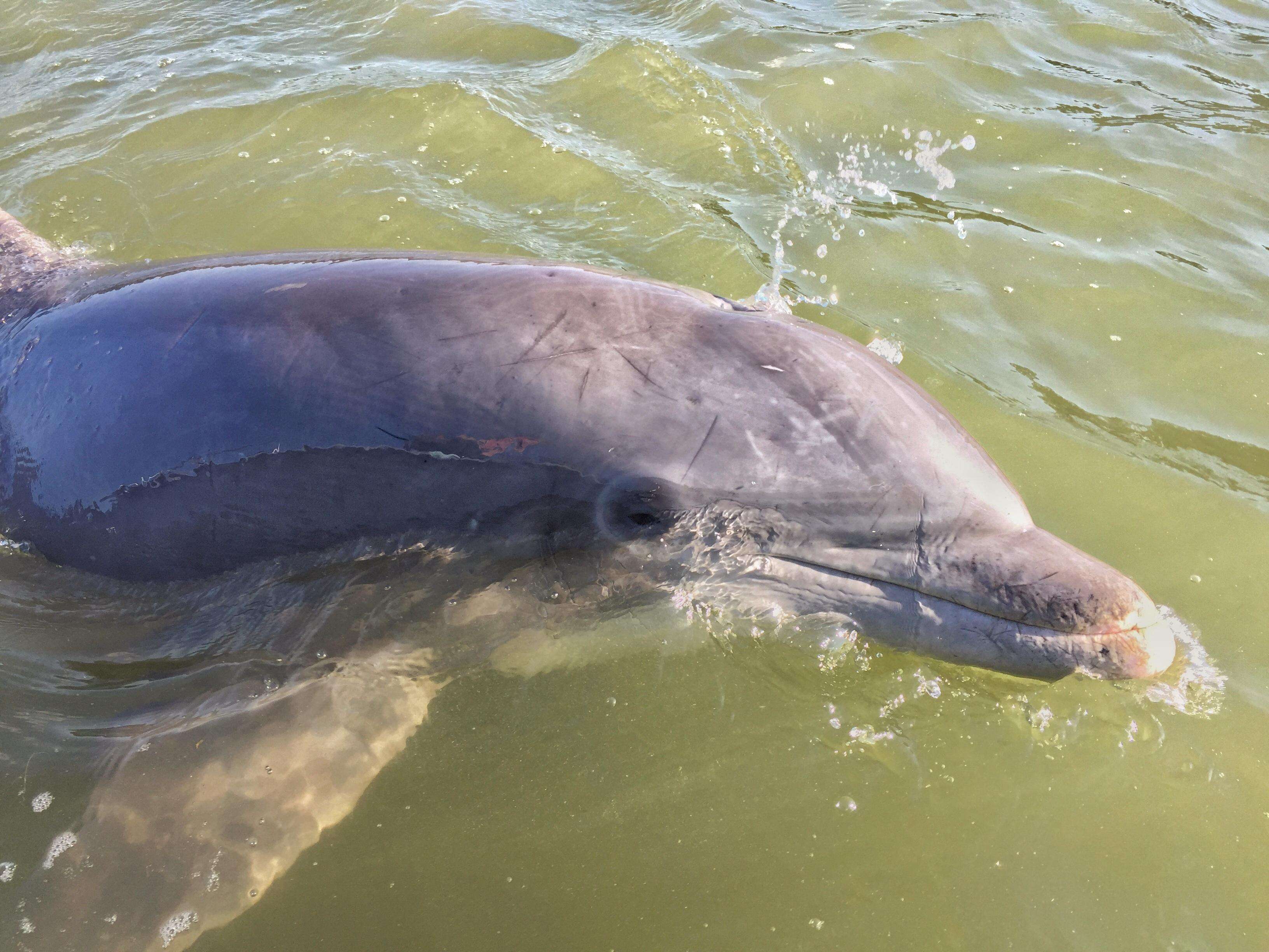 Hilton Head Island: Dolphin Tour at Sunset & Fireworks Show | GetYourGuide