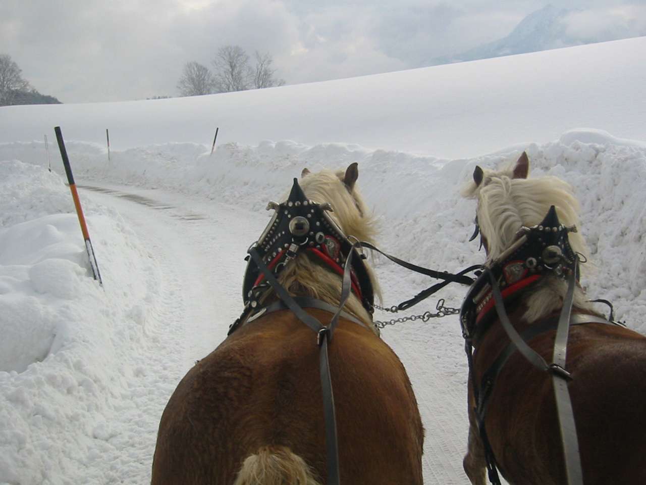 From Salzburg: Romantic Sleigh Ride through the Countryside | GetYourGuide