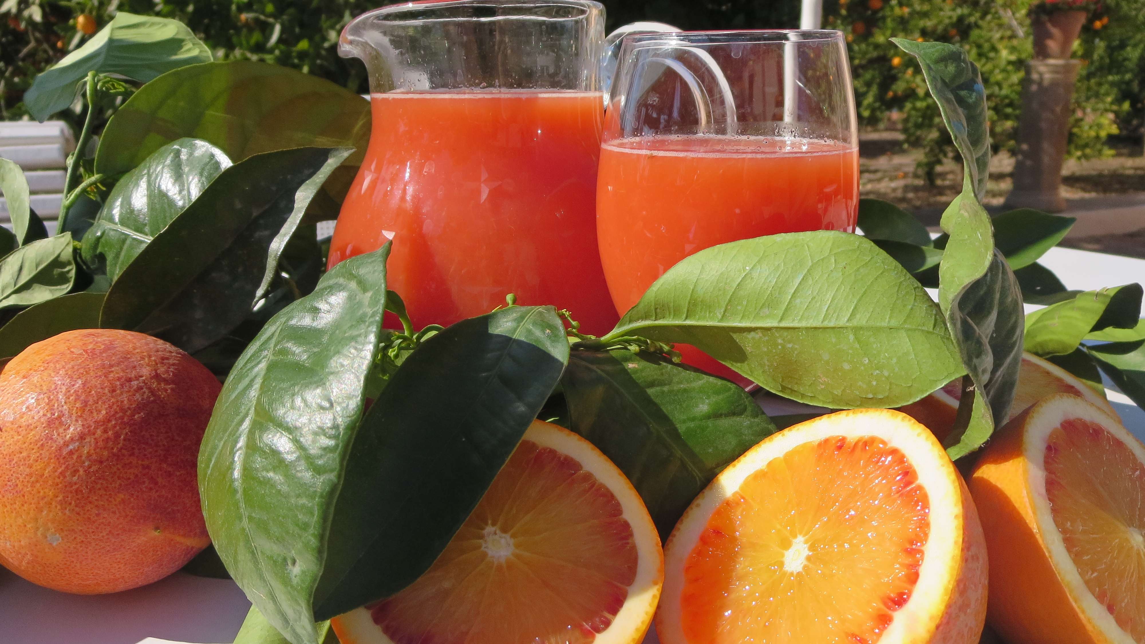 Valencia: Orange Farm and Orchard Trip with Tastings | GetYourGuide