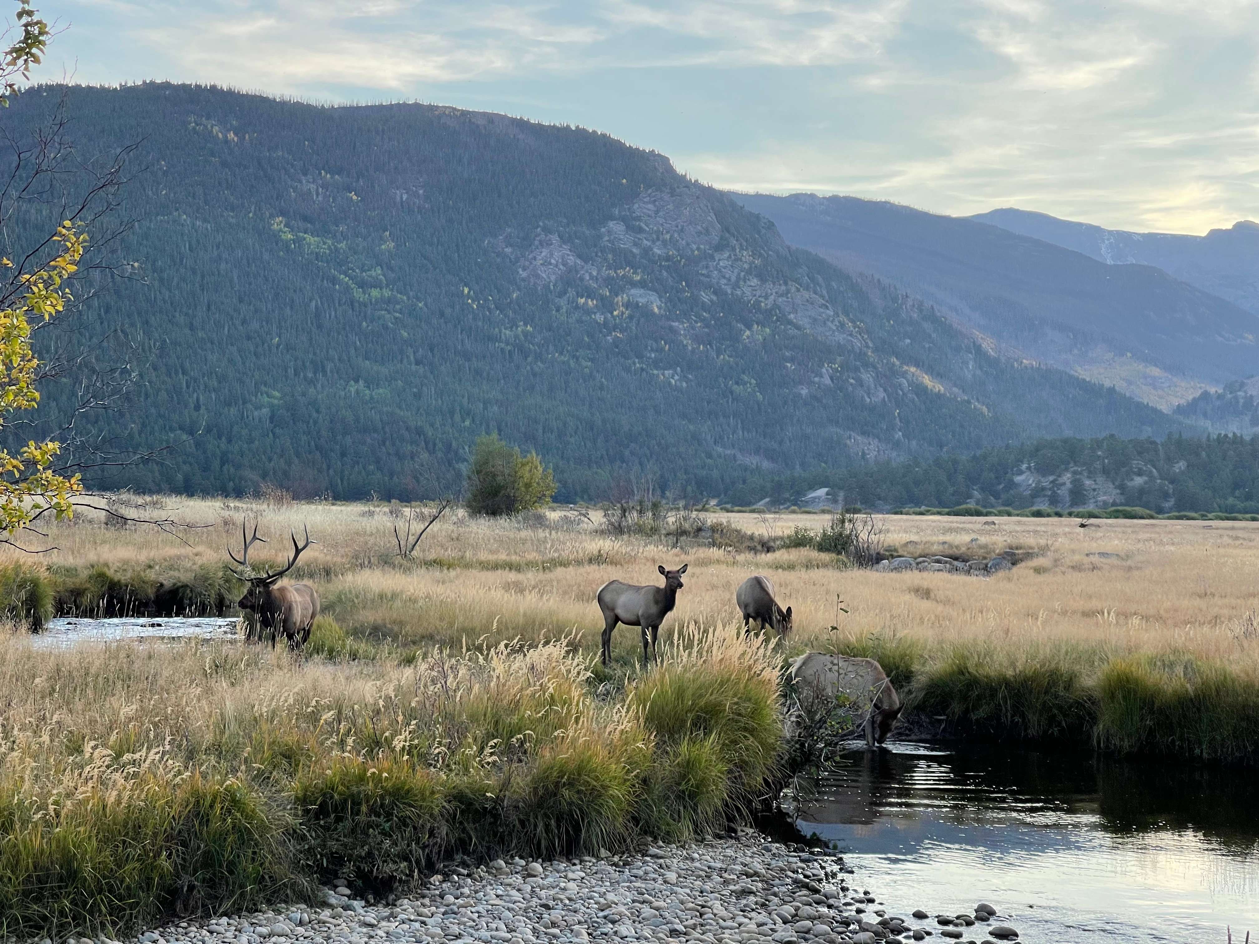 Estes Park: Guided Sunset Elk Mating Ritual Tour | GetYourGuide