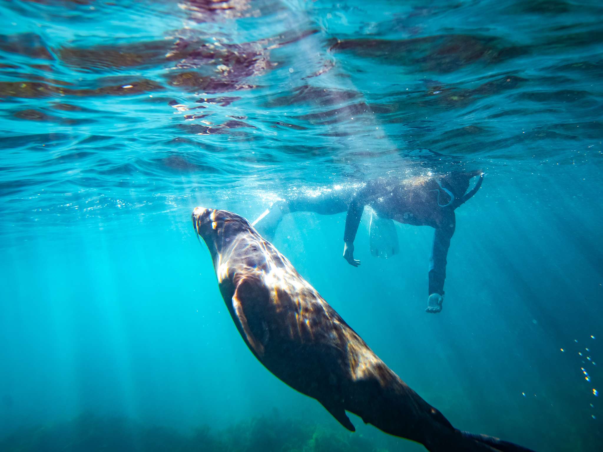 Kangaroo Island: Dolphin, Seal, and Swimming Boat Tour | GetYourGuide