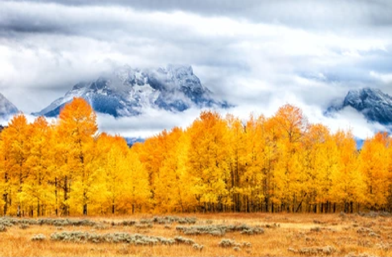 Yellowstone & Grand Tetons: 4-Day/3-Night Wildlife Adventure | GetYourGuide