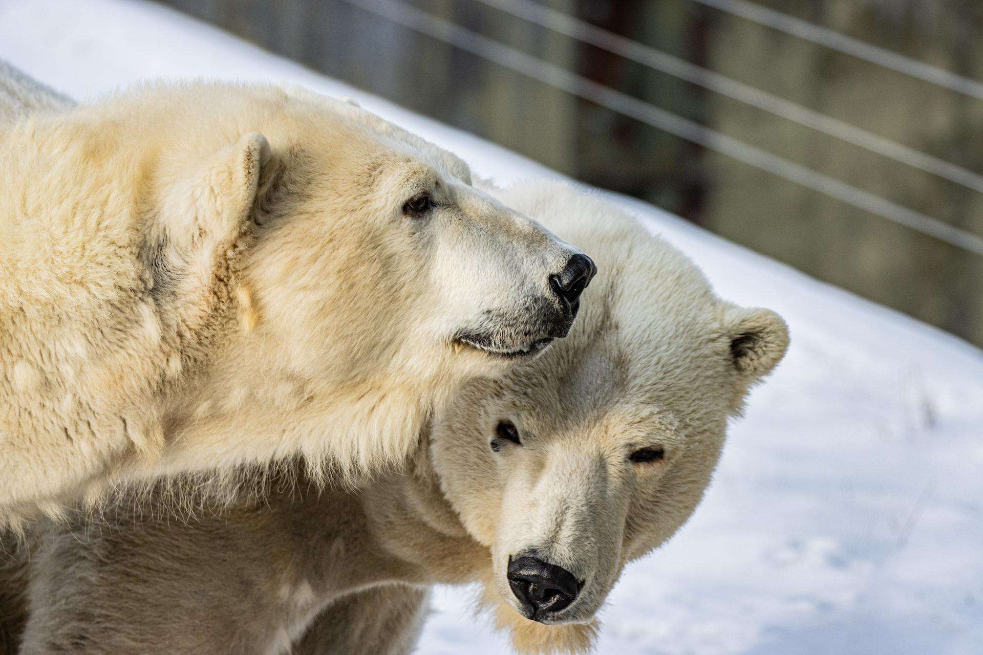 Toronto: Toronto Zoo Entry Ticket | GetYourGuide