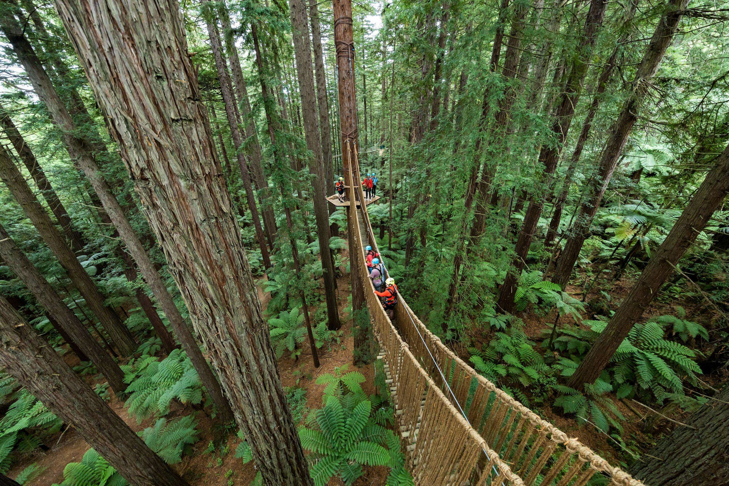 Rotorua: Redwoods Altitude High Ropes Adventure | GetYourGuide