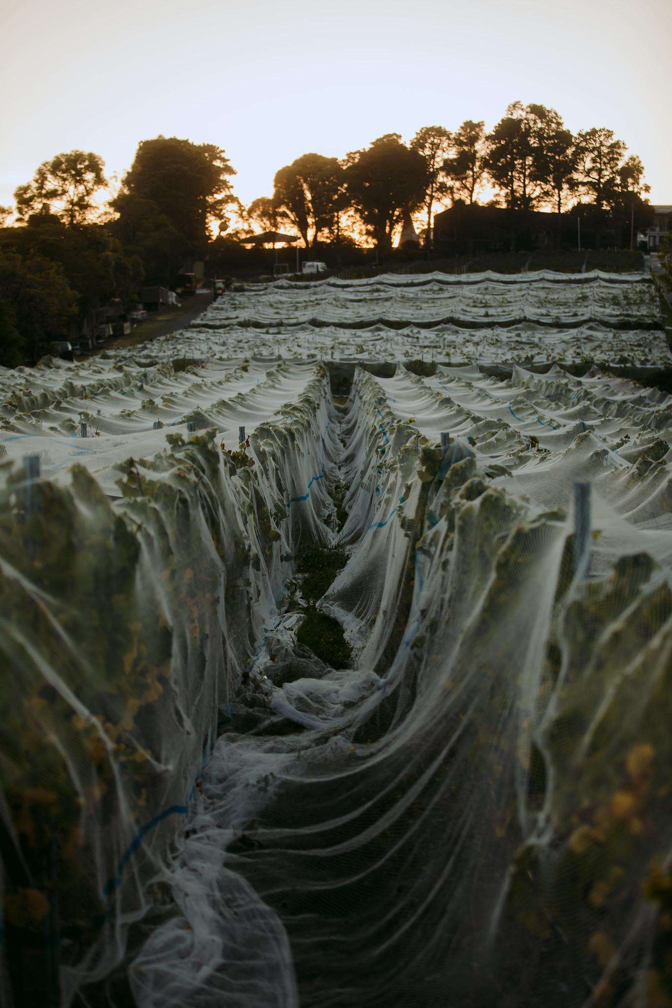 Hobart: Moorilla's Wine + Art at Mona by Boat | GetYourGuide