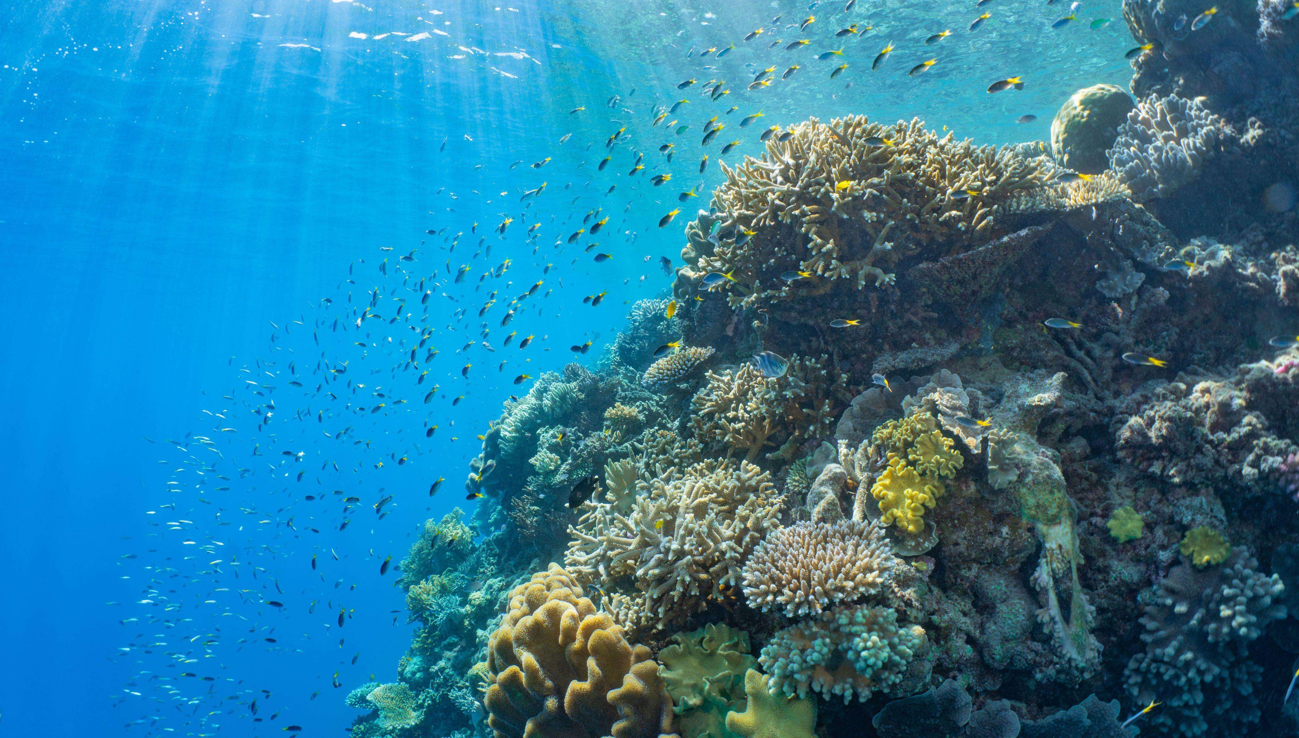 Cairns: Outer Great Barrier Reef Pontoon with Activities | GetYourGuide