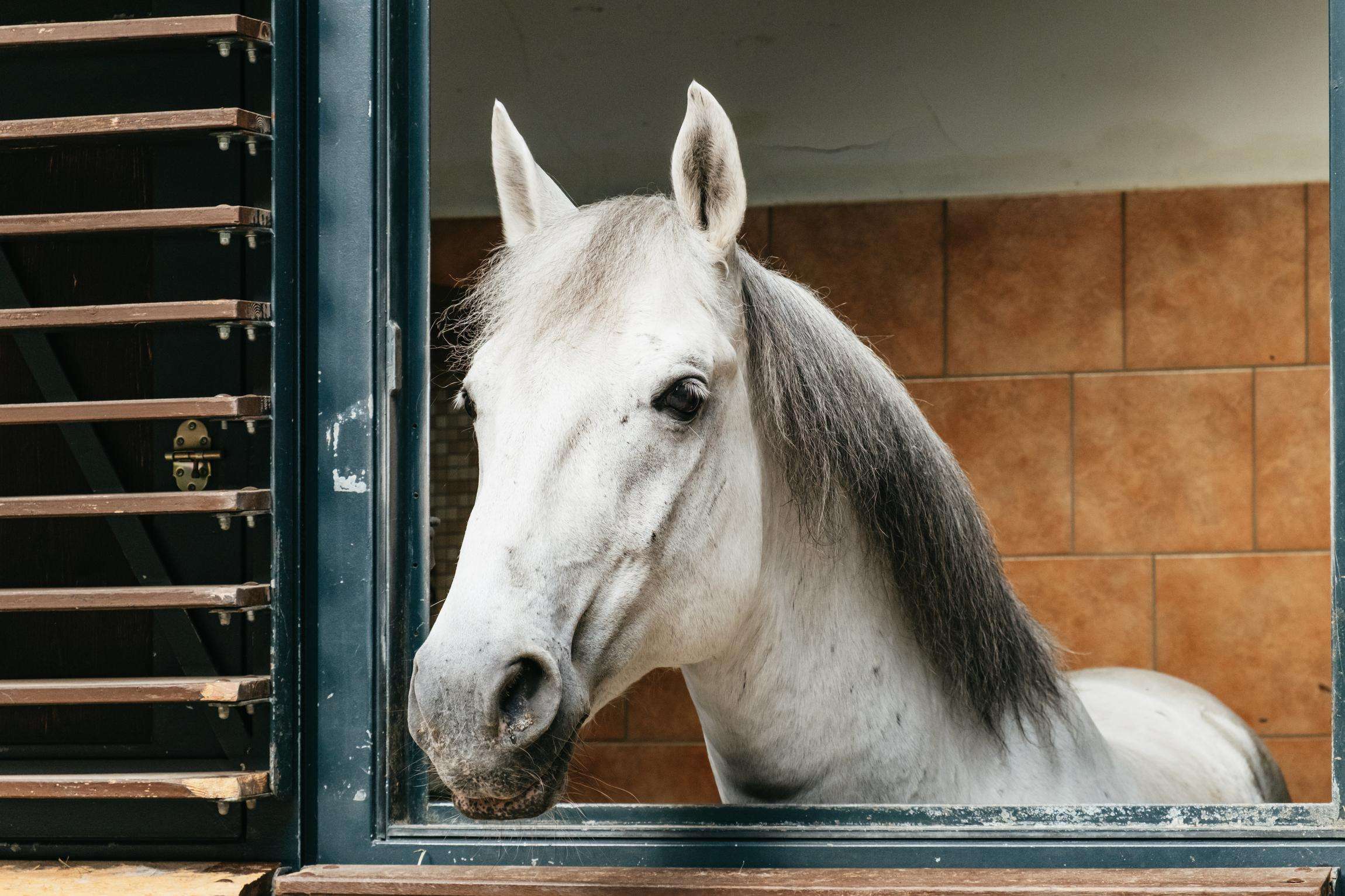 Vienna: Spanish Riding School Stables Guided Tour | GetYourGuide