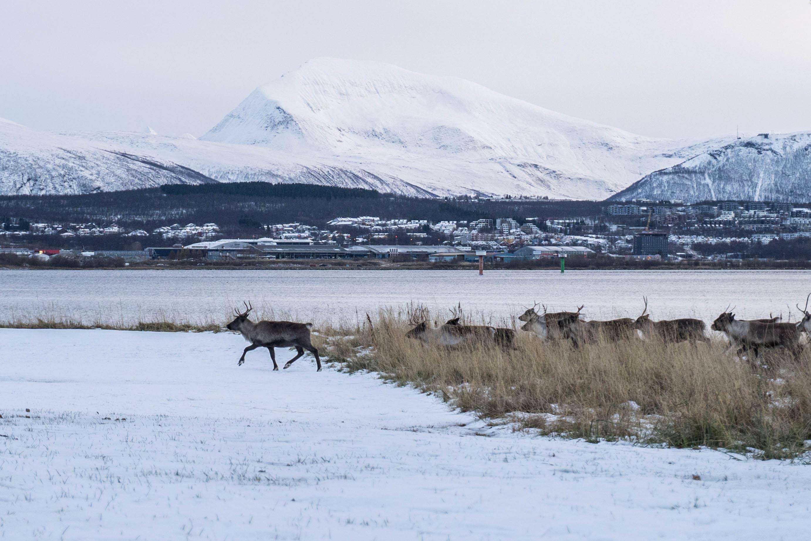 Von Tromsø: Fjordtour und Besuch von Sommarøy auf Deutsch | GetYourGuide